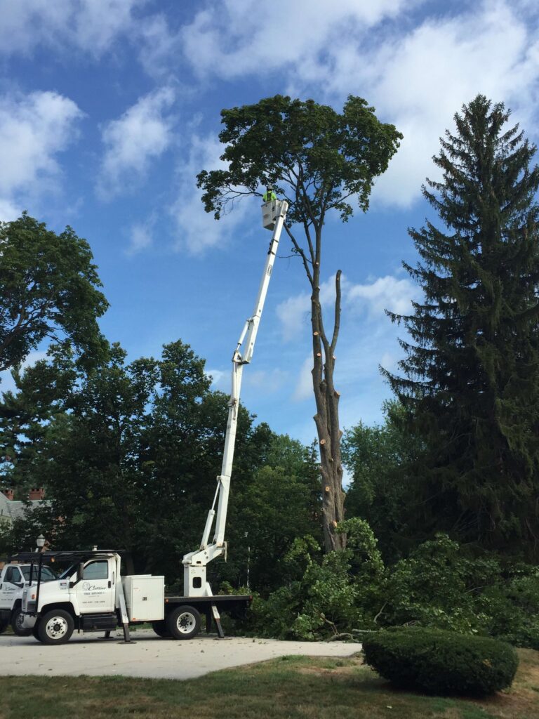 Tree Climber/Bucket Operator Wanted! - Collins Tree Service